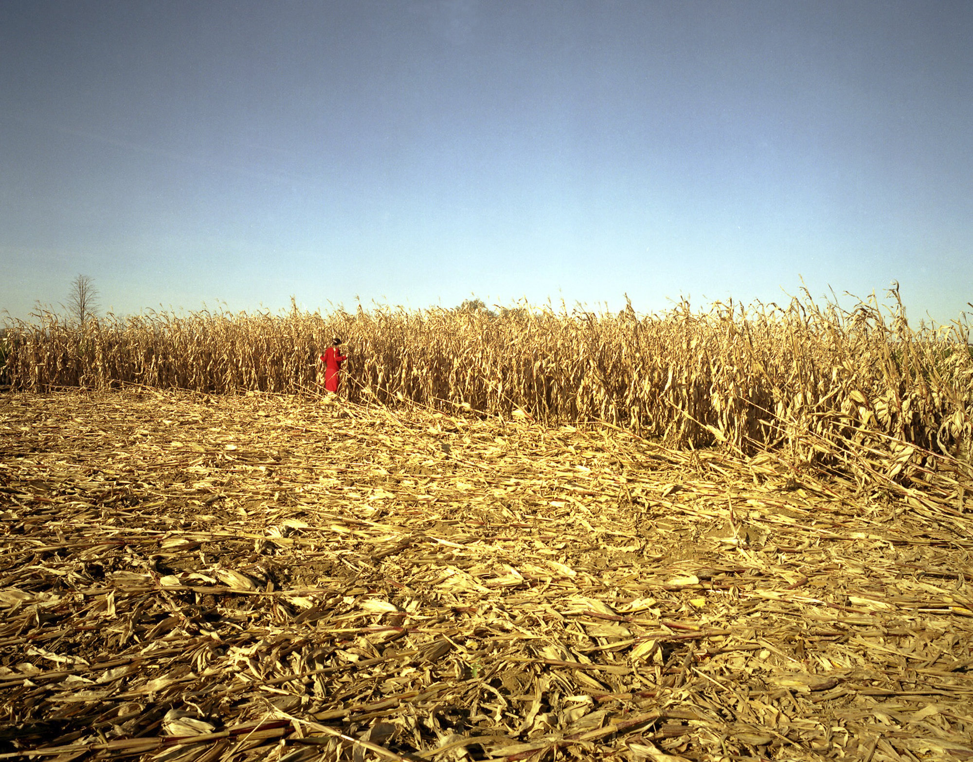 Corn Field, Home Stills | Cynthia Byrnes